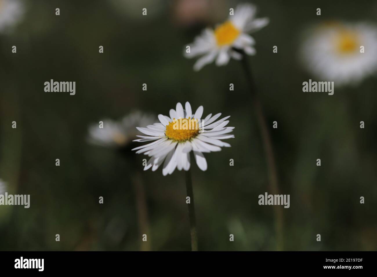 Booming blossom hi-res stock photography and images - Alamy
