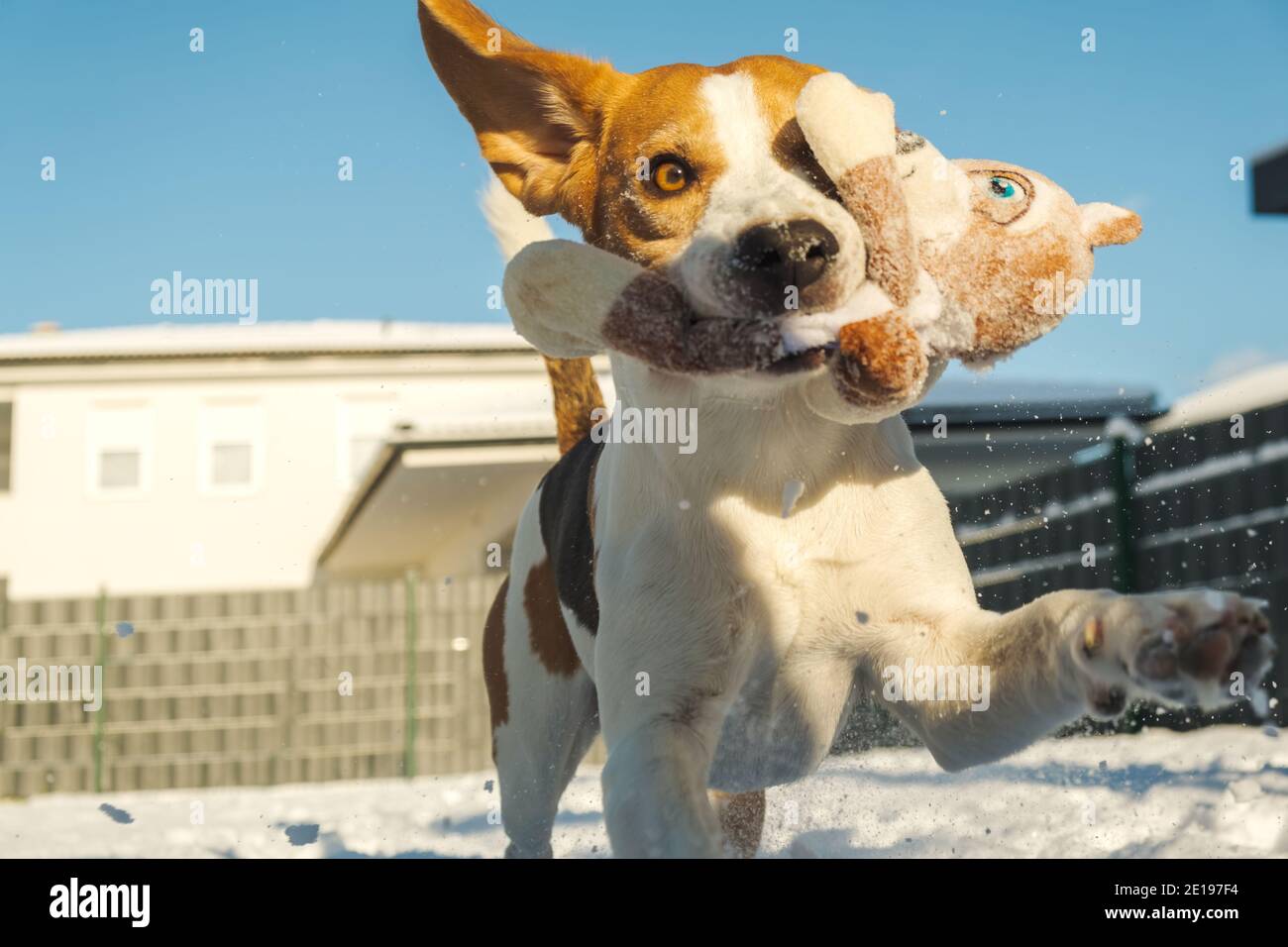 A picture of a fast Beagle hound running on the snow fetching a dog toy ...