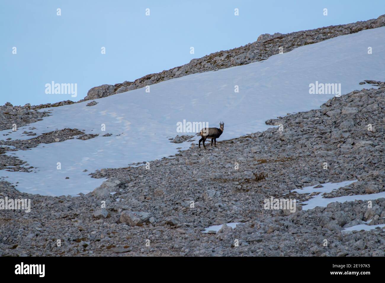 Chamoise hi-res stock photography and images - Alamy