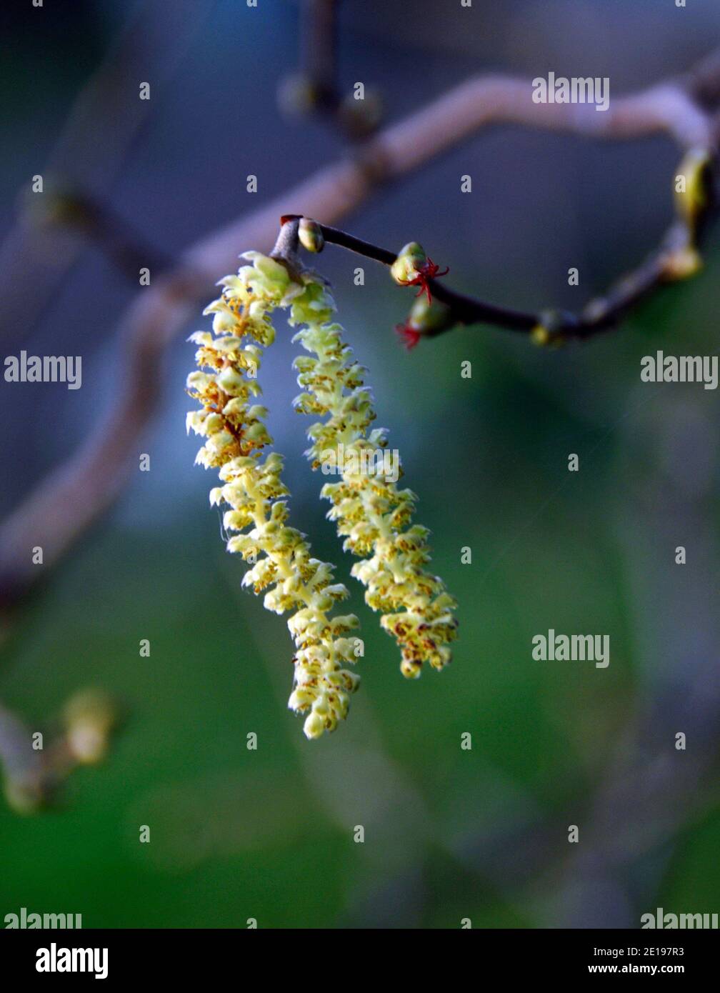 Hazel male and female flowers hi-res stock photography and images - Alamy
