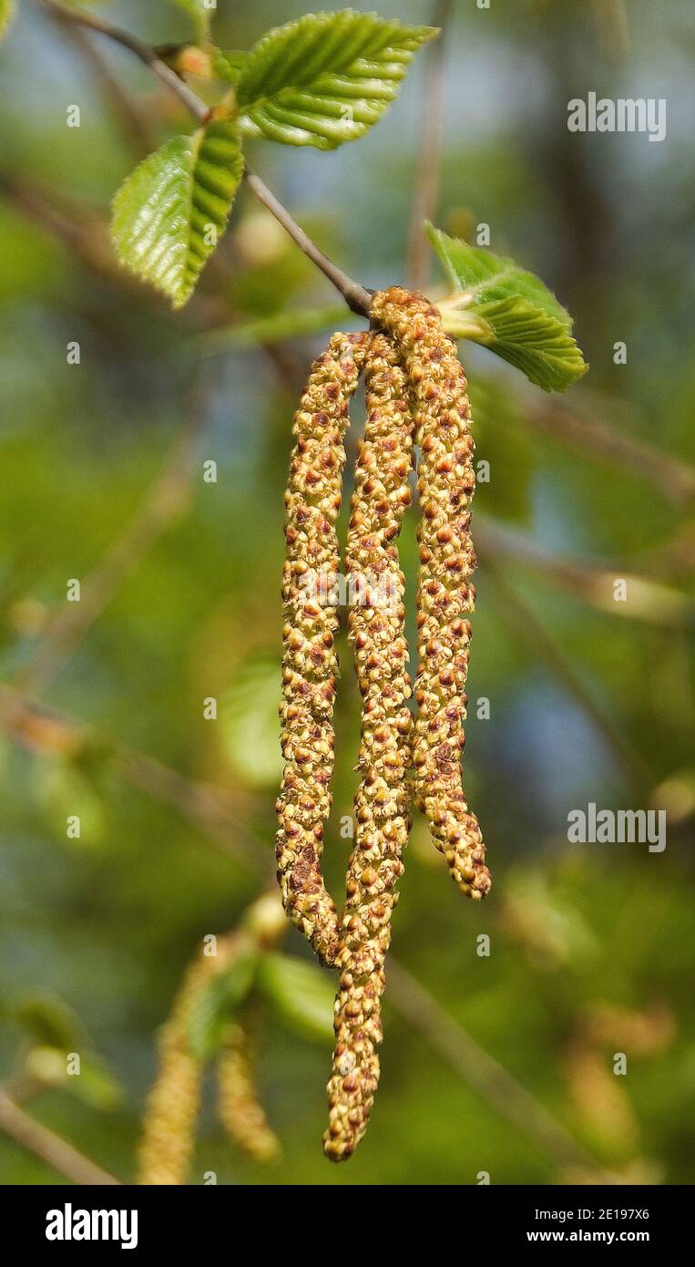 Betula jacquemontii Himalayan birch catkins Stock Photo - Alamy