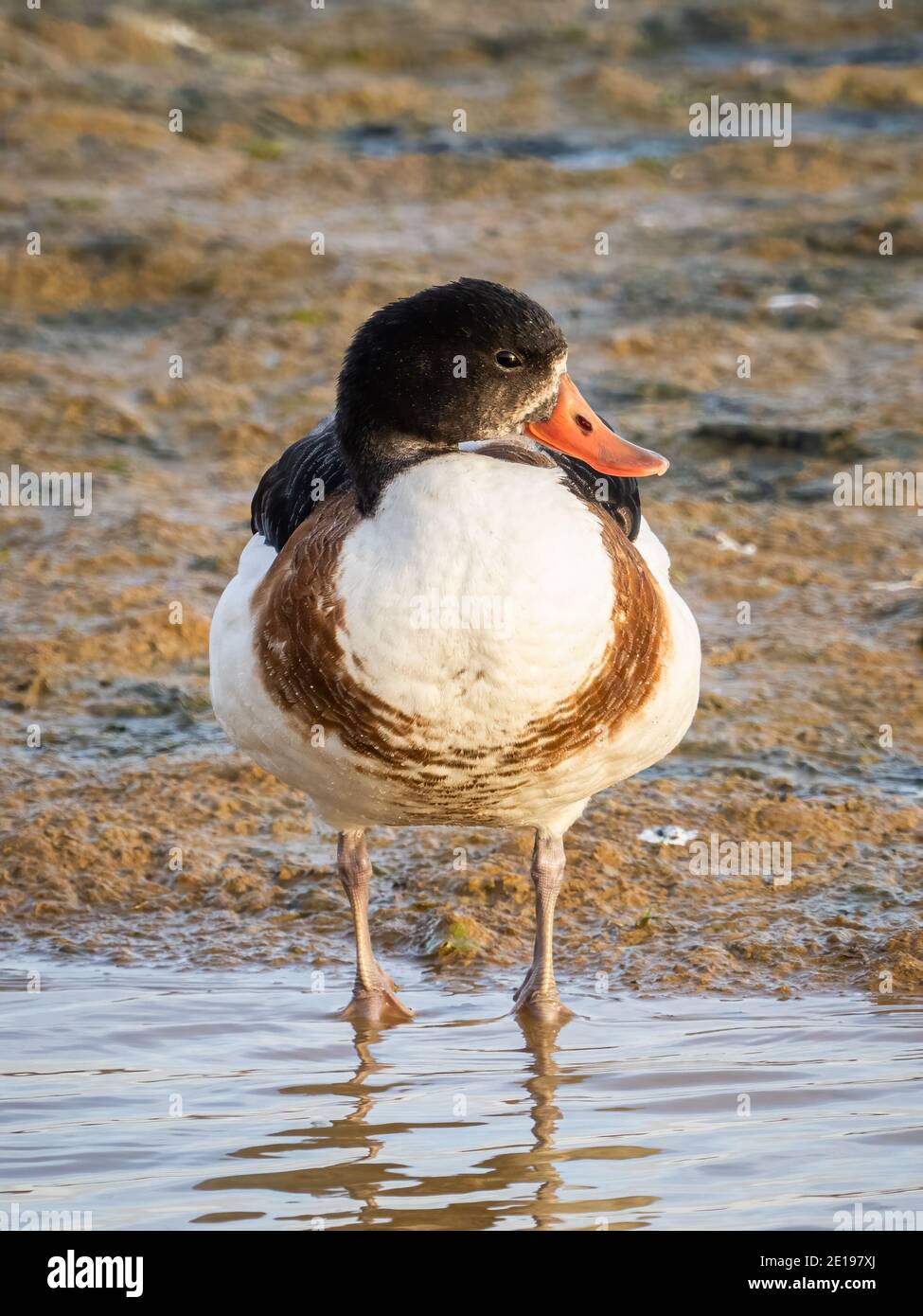 A female shelduck (Tadorna tadorna) in the Beddington Farmlands nature ...