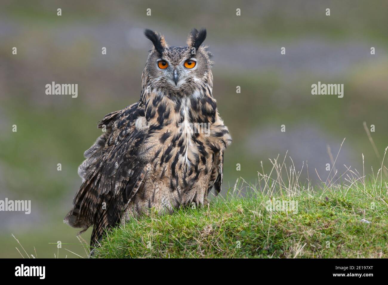 Eurasian eagle owl bubo bubo uk hi-res stock photography and images - Alamy