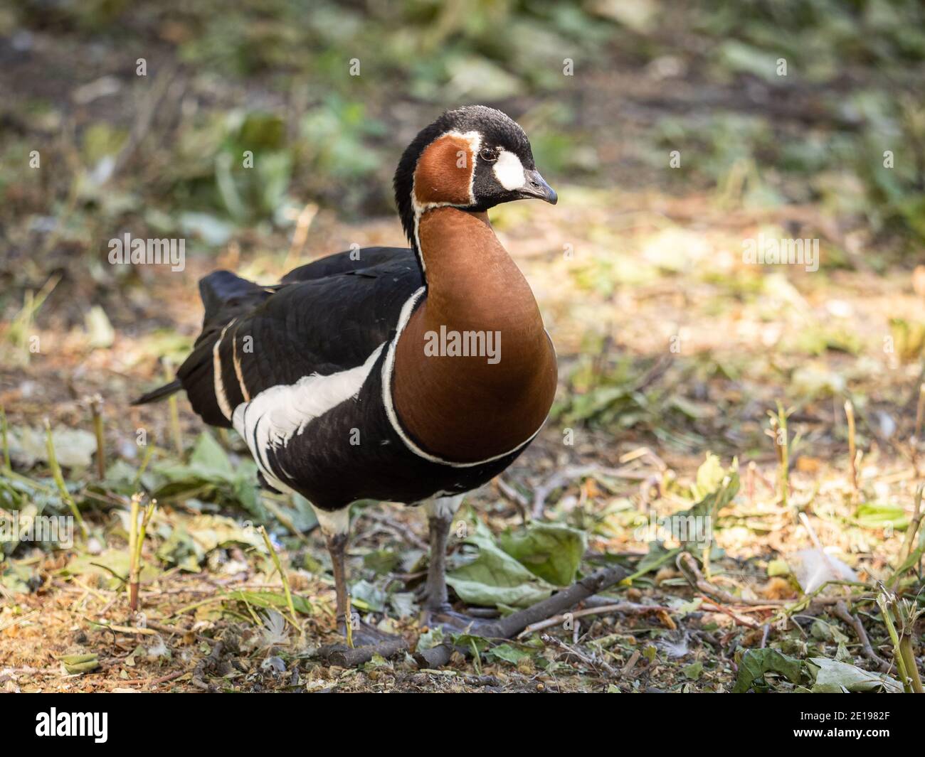 A red-breasted goose (Branta ruficollis) in St James's Park, London ...