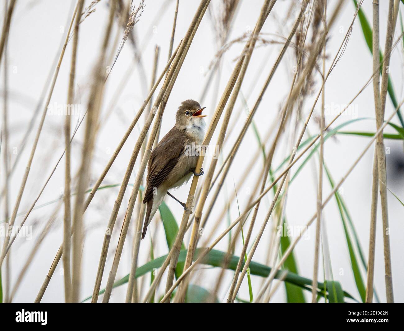A Eurasian reed warbler (Acrocephalus scirpaceus) seen in the ...