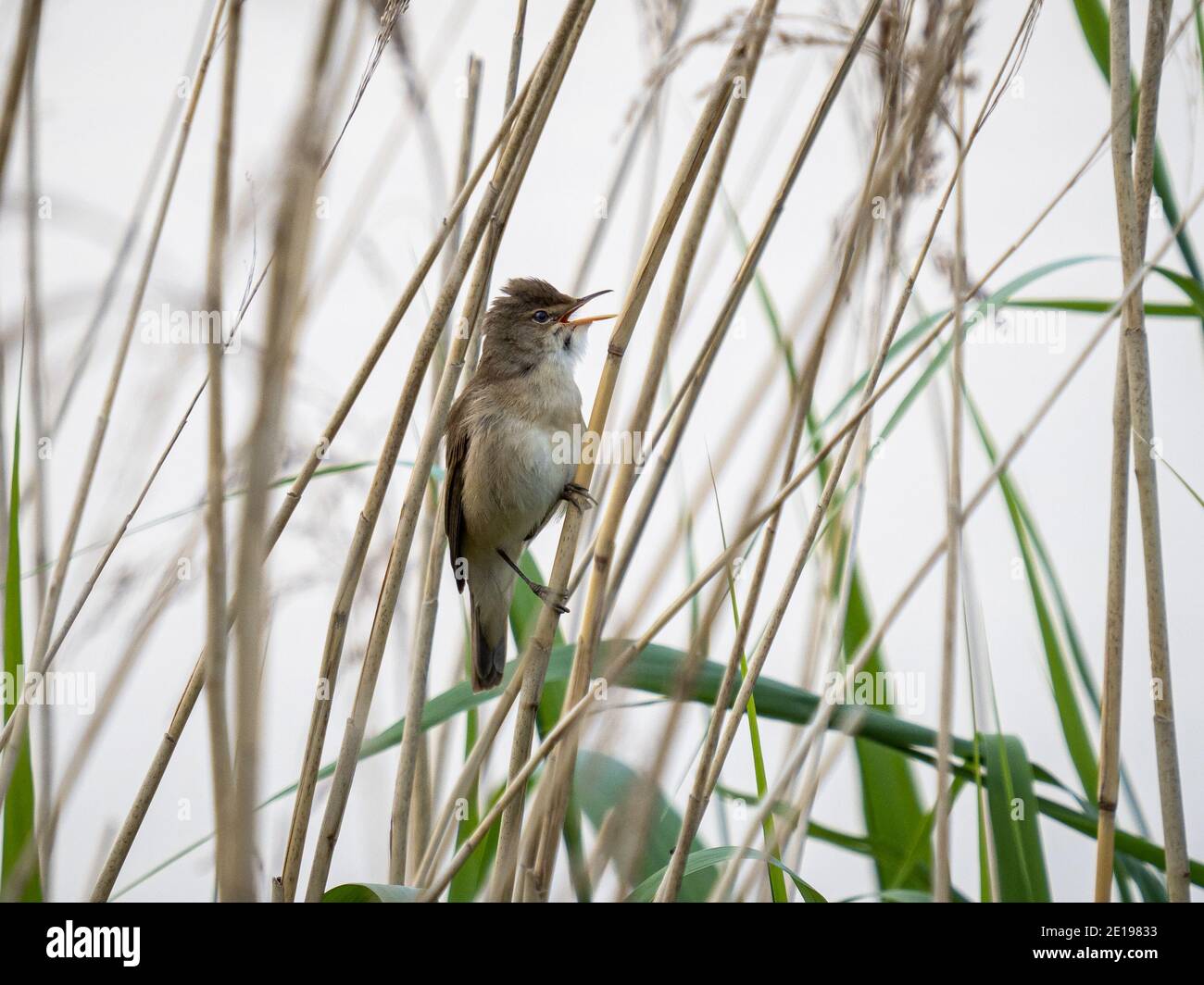 A Eurasian reed warbler (Acrocephalus scirpaceus) seen in the ...