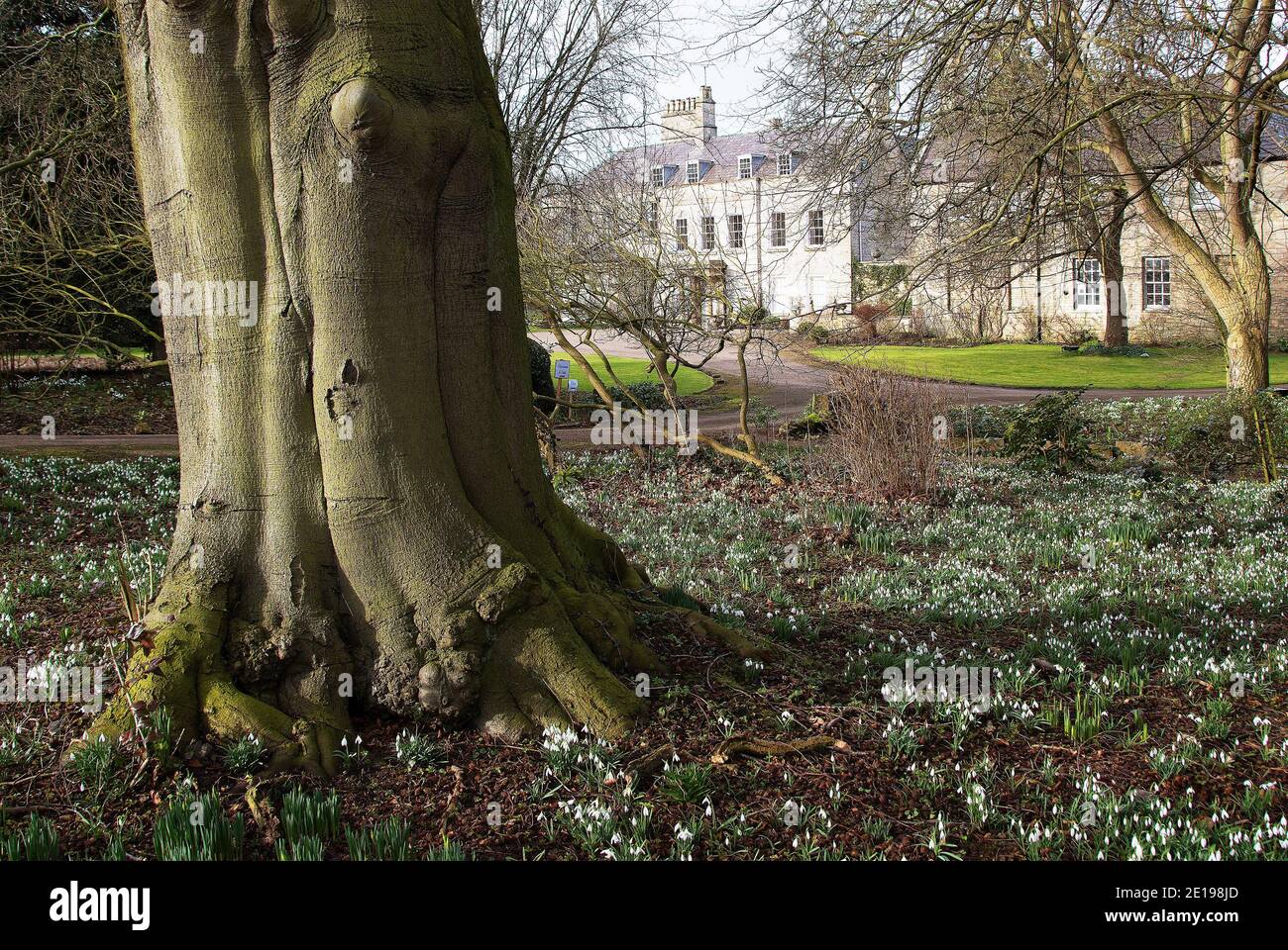 Little Ponton Hall historic gardens at snowdrop time Stock Photo - Alamy
