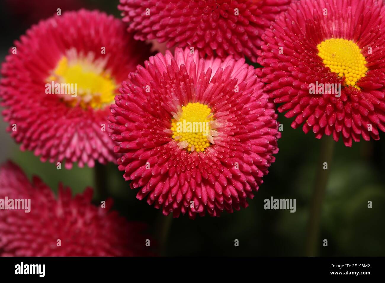 Bellis bloom hi-res stock photography and images - Alamy