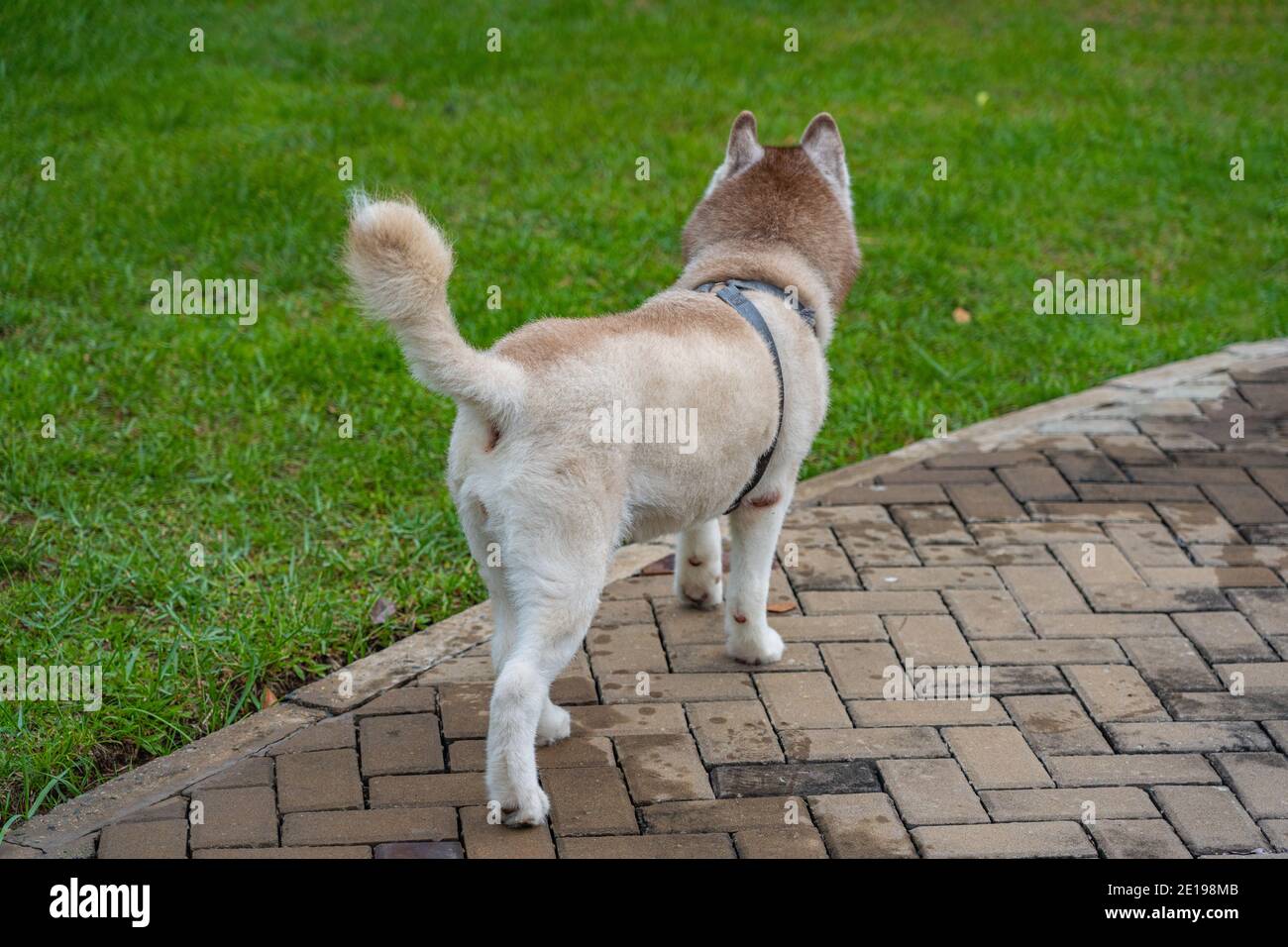 Rear view photo of beautiful Siberian husky dog Stock Photo - Alamy