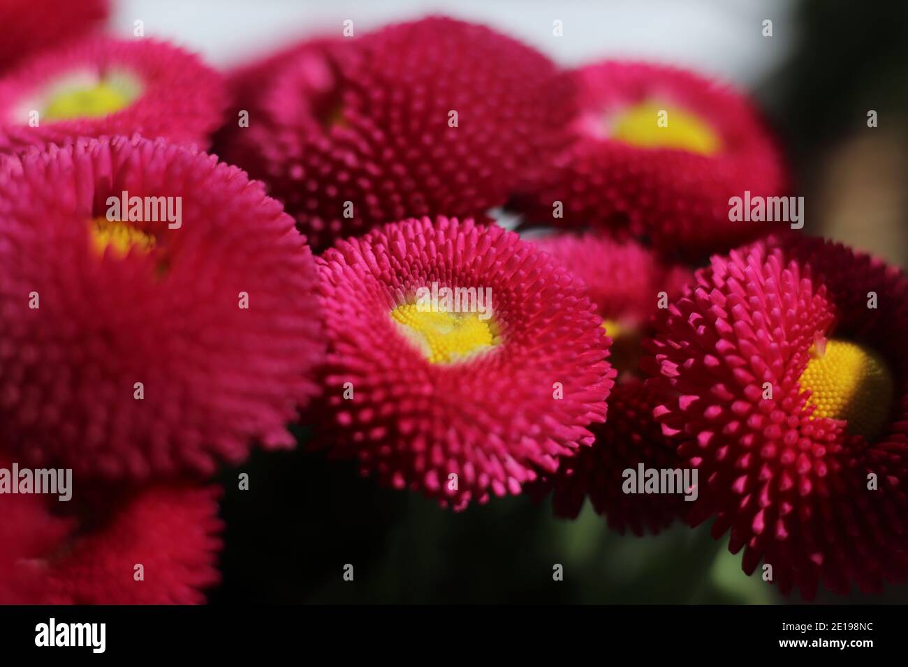 Blooming bellis hi-res stock photography and images - Alamy
