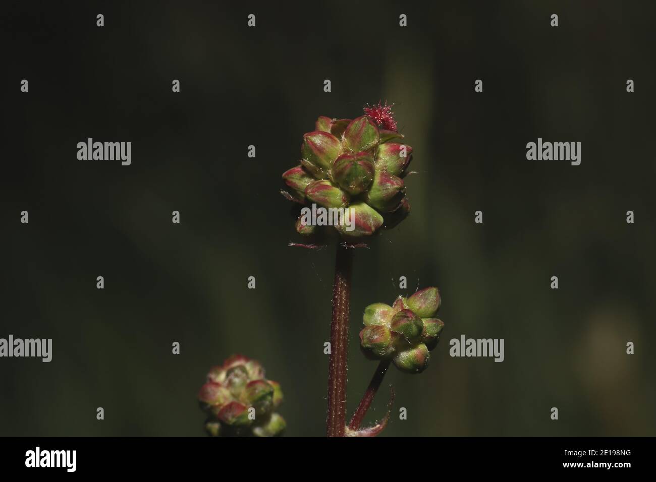 Weeds in close up hi-res stock photography and images - Alamy