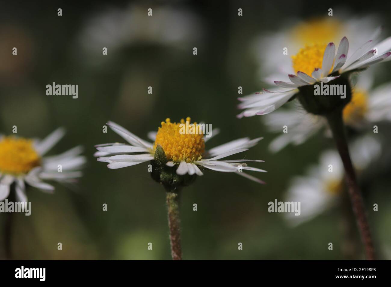 Booming blossom hi-res stock photography and images - Alamy