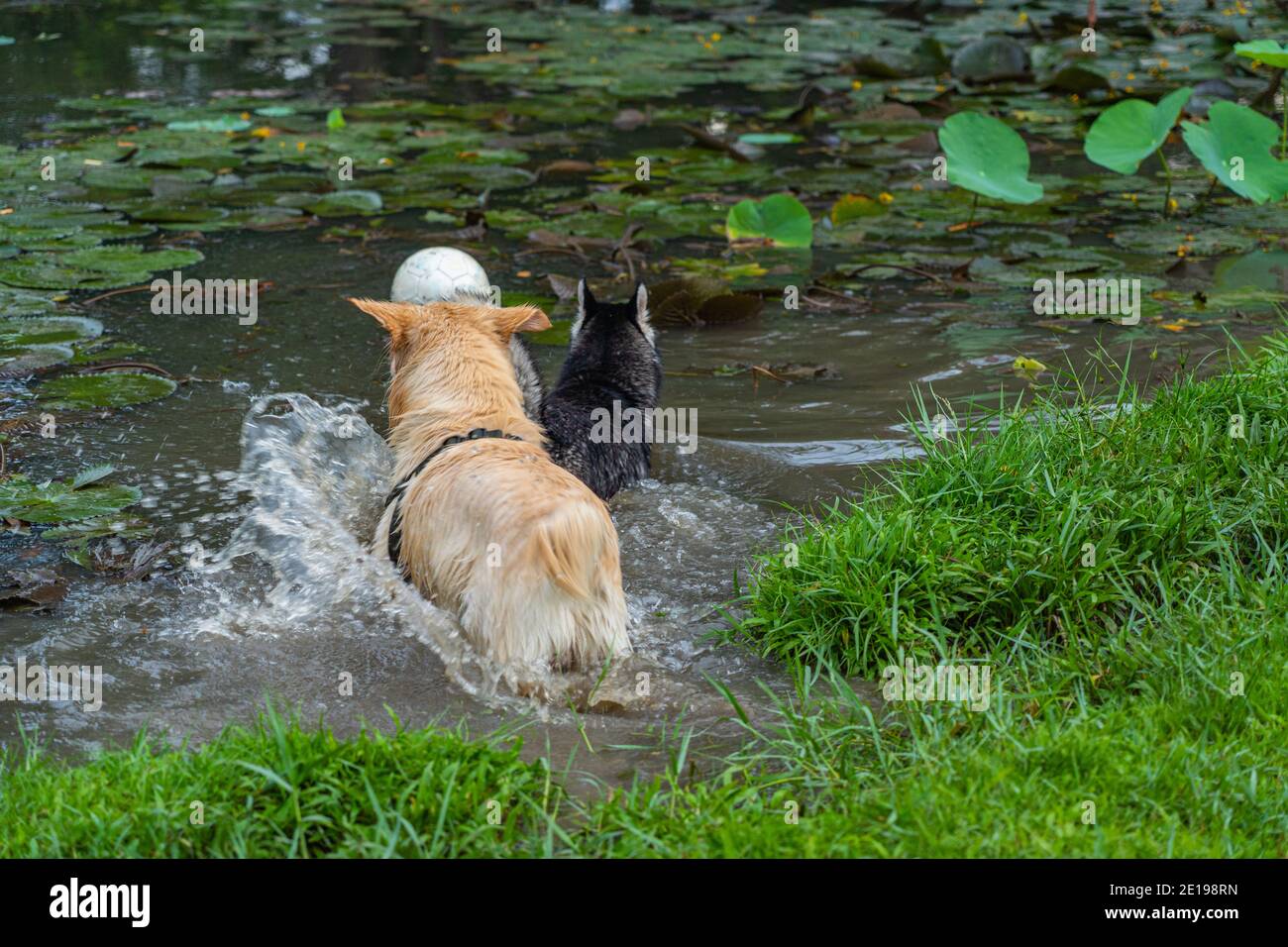 Two dogs playing in mud hi-res stock photography and images - Alamy