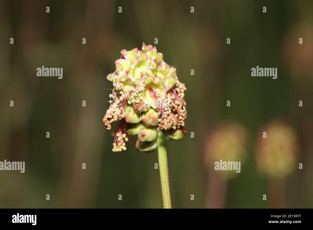 Beauty of weeds hi-res stock photography and images - Alamy