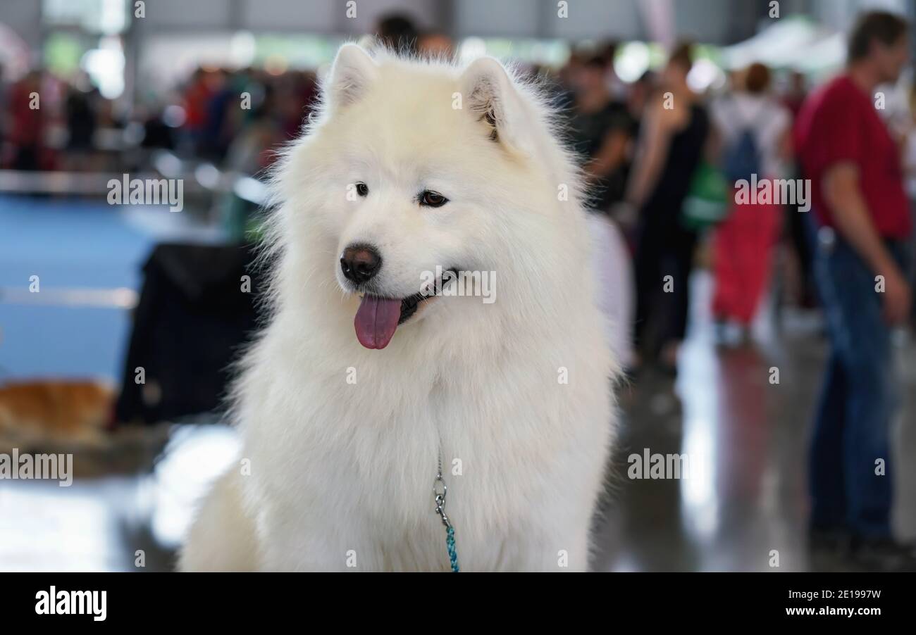 Samoyed Smile