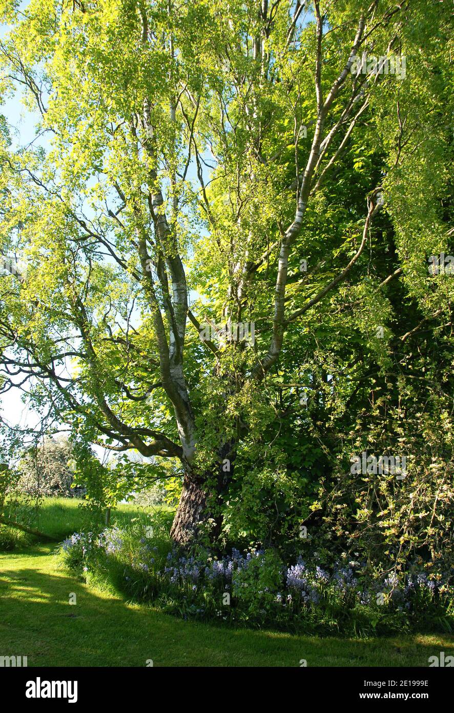 Veteran tree hi-res stock photography and images - Alamy