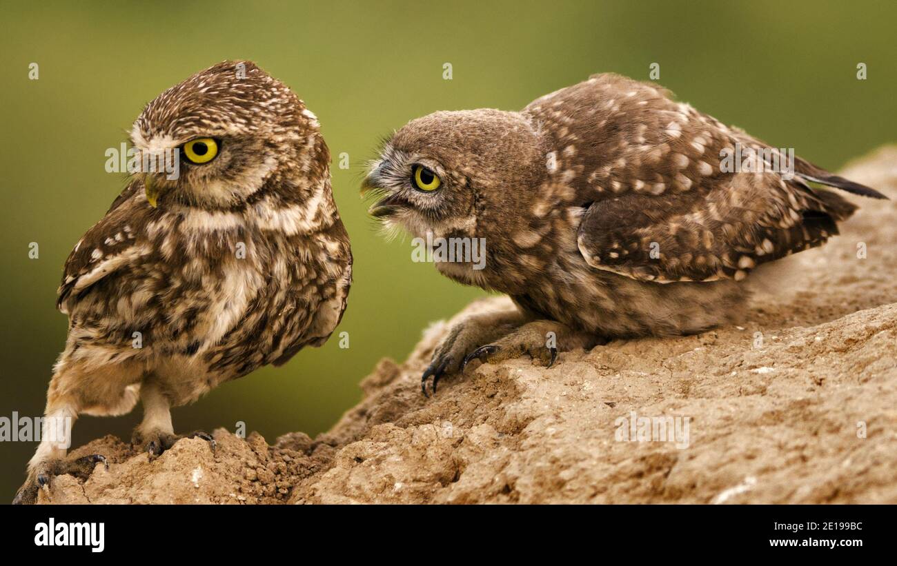 Owl Chick With Parent High Resolution Stock Photography and Images - Alamy