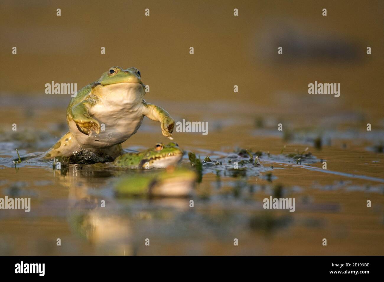 Green Marsh Frog jump on a beautiful light. Pelophylax ridibundus Stock ...