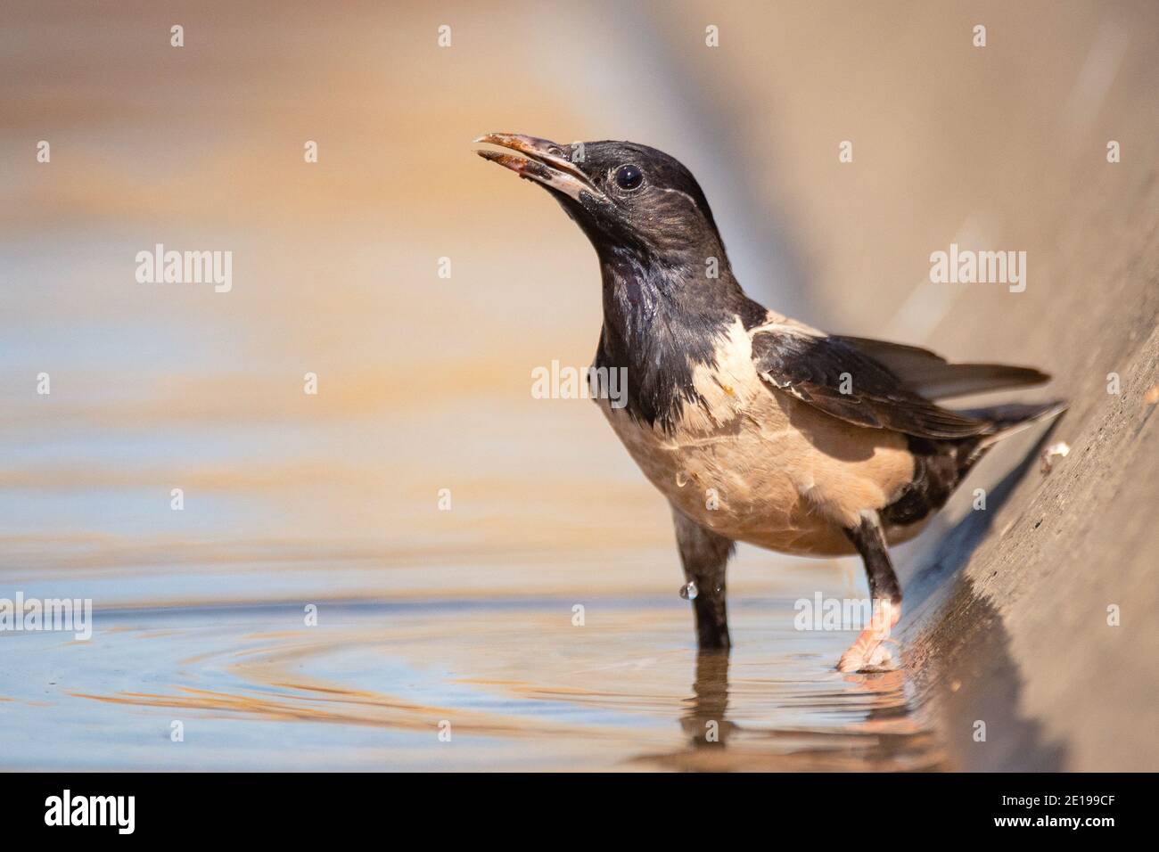 Rosy Starling Sturnus Roseus High Resolution Stock Photography and ...