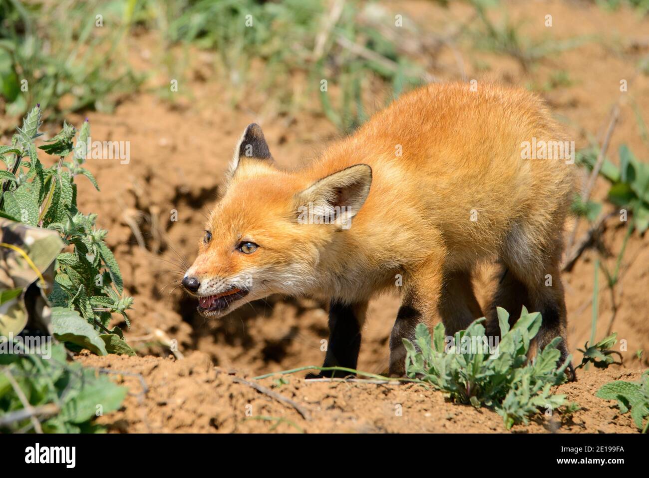 Little red fox hi-res stock photography and images - Alamy