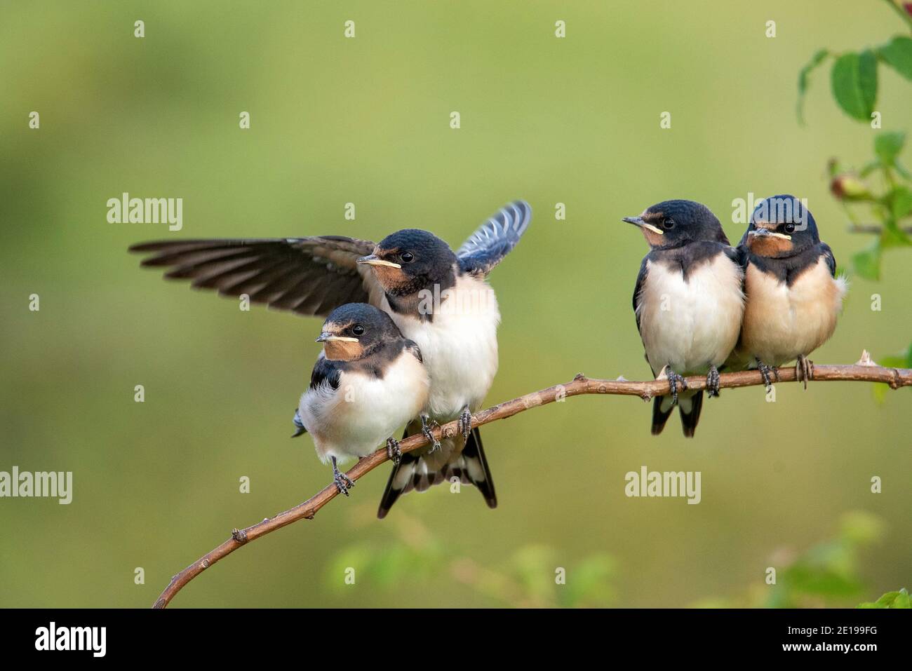 Four nestling barn swallows (Hirundo rustica) waiting for their parents ...