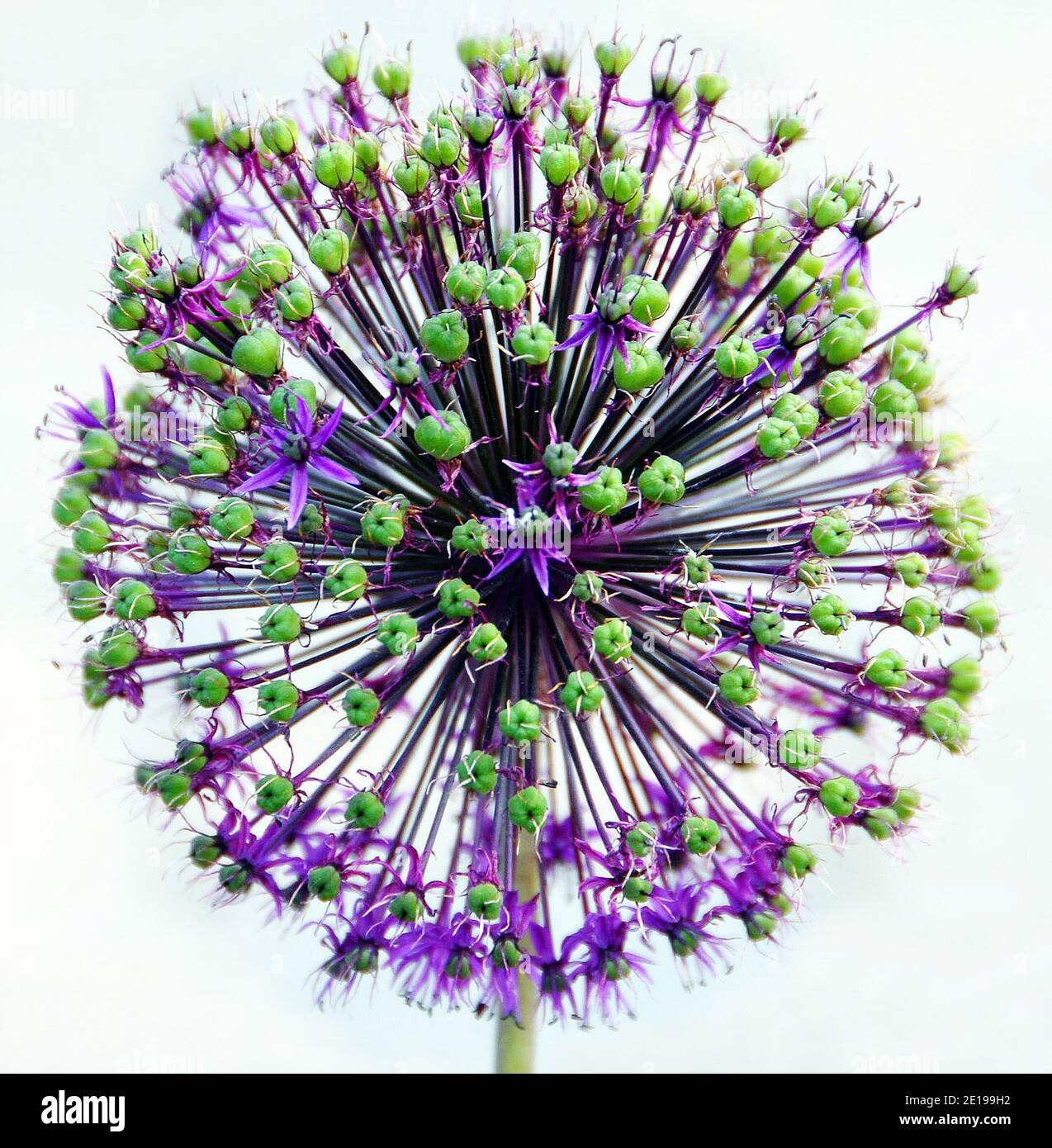 Allium flowerhead turning to seed Stock Photo - Alamy