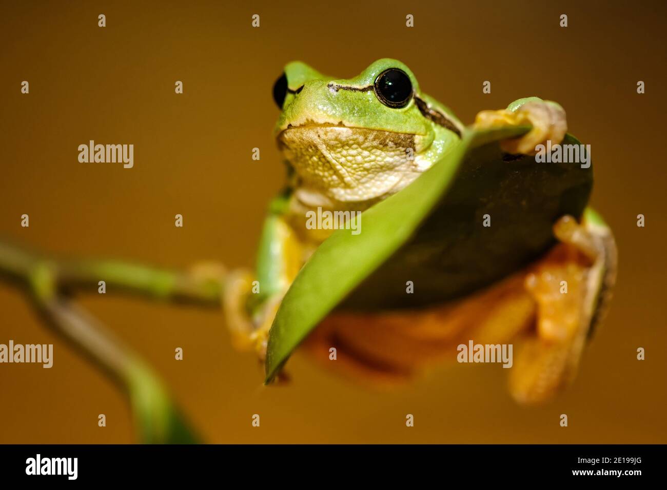 European green tree frog. Hyla arborea formerly Rana arborea Stock ...