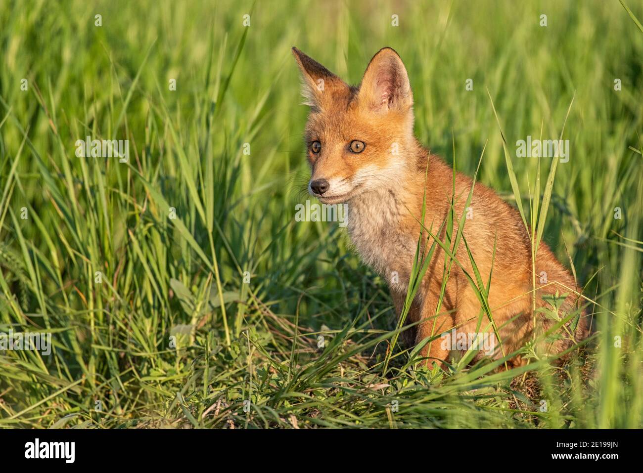 Fox in grass hi-res stock photography and images - Alamy