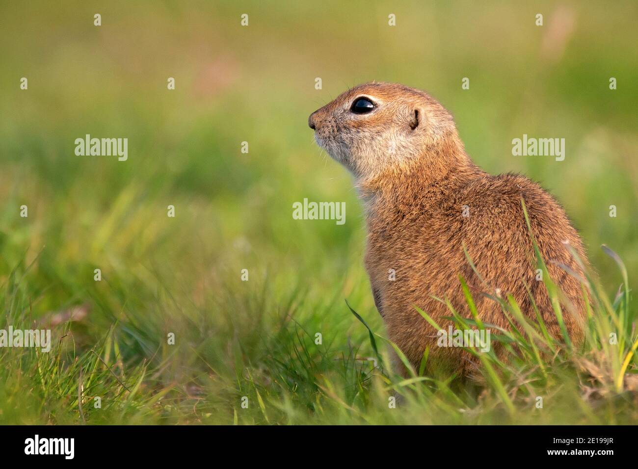 Ground squirrel (Spermophilus pygmaeus) standing in the grass Stock ...