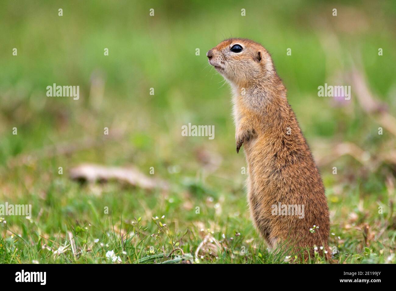 Ground squirrel (Spermophilus pygmaeus) standing in the grass Stock ...