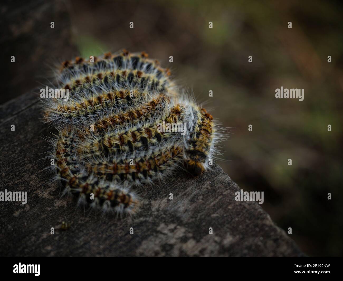 Larvae formation hi-res stock photography and images - Alamy