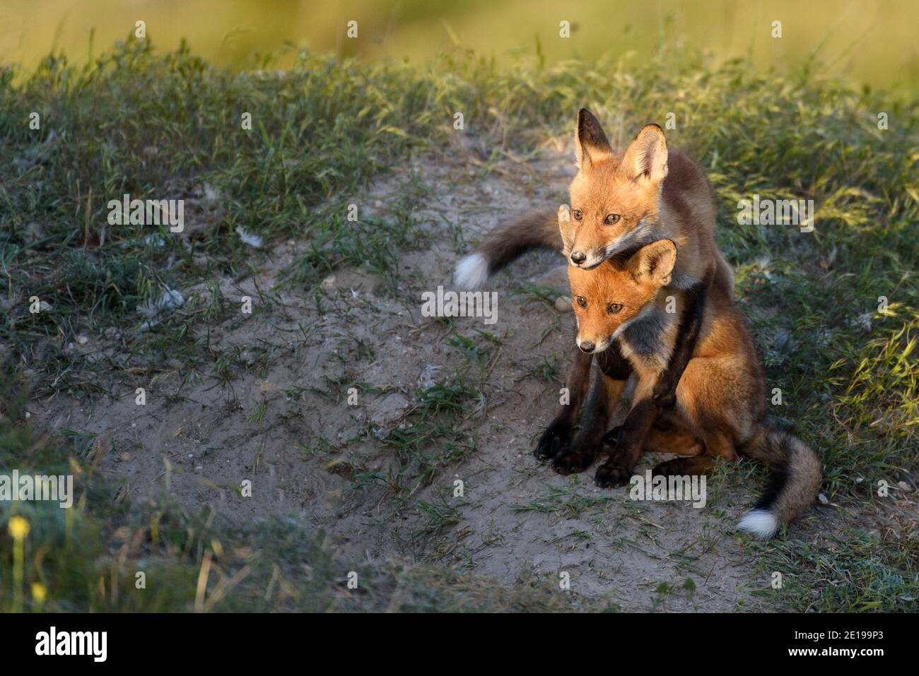 Two Little Red Fox playing near their burrows. Vulpes vulpes Stock ...