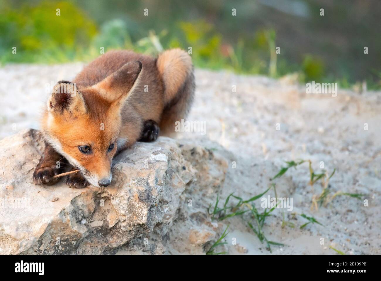 Little Red Fox is lying on the stone next to his burrow. Vulpes vulpes ...