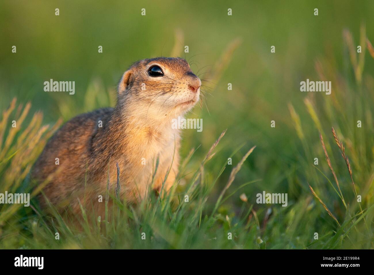European ground squirrel (Spermophilus citellus) in natural habitat ...