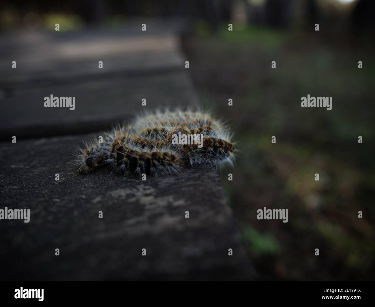 Closeup macro of Pine processionary Thaumetopoea pityocampa moth ...