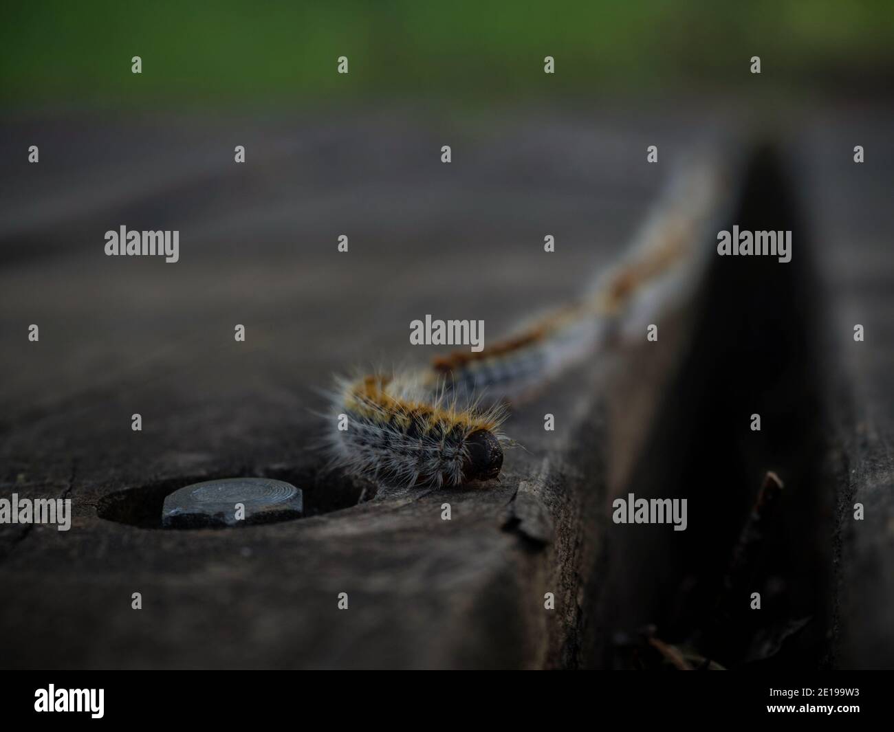 Closeup macro of Pine processionary Thaumetopoea pityocampa moth ...