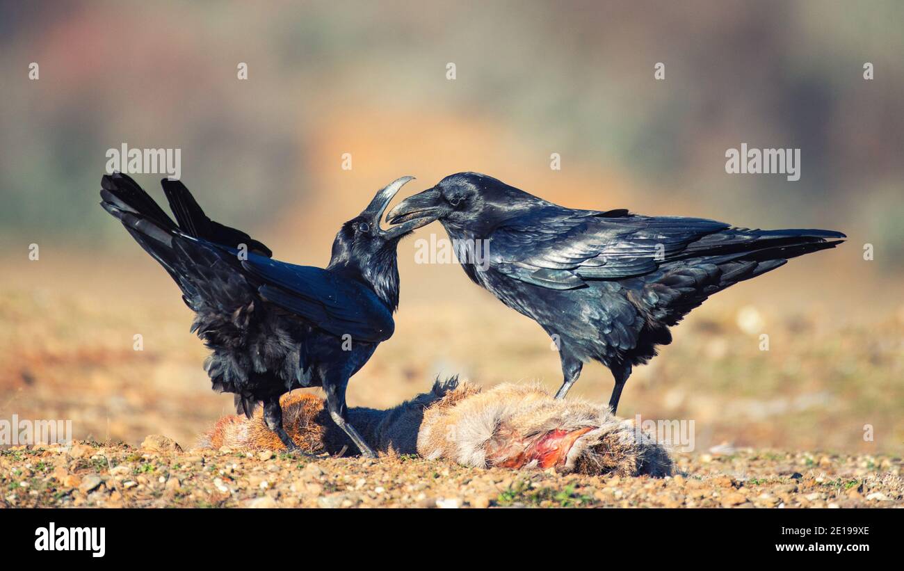 Two ravens hi-res stock photography and images - Alamy