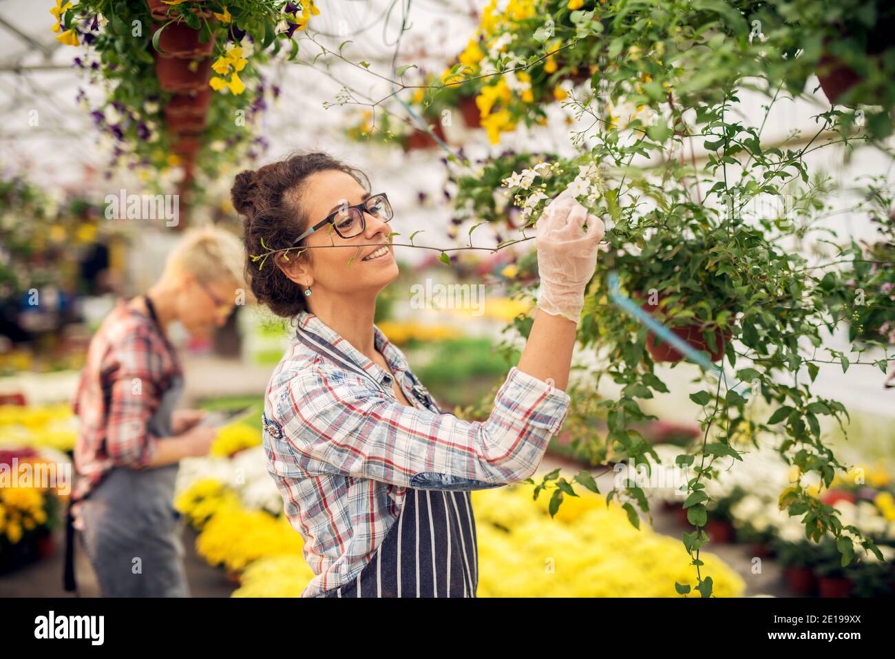 Focus portrait photo of cheerful smiling florist female worker checking ...
