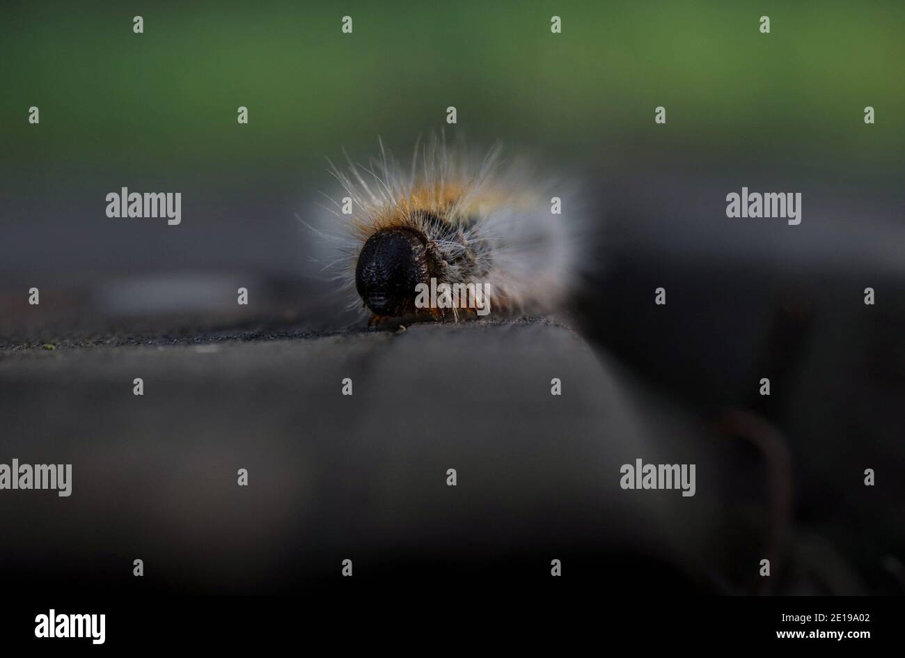 Closeup macro of Pine processionary Thaumetopoea pityocampa moth ...