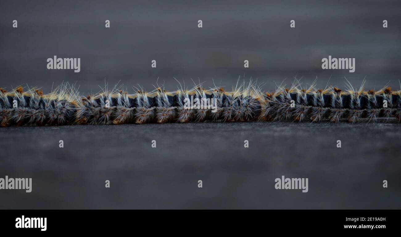 Closeup macro of Pine processionary Thaumetopoea pityocampa moth ...