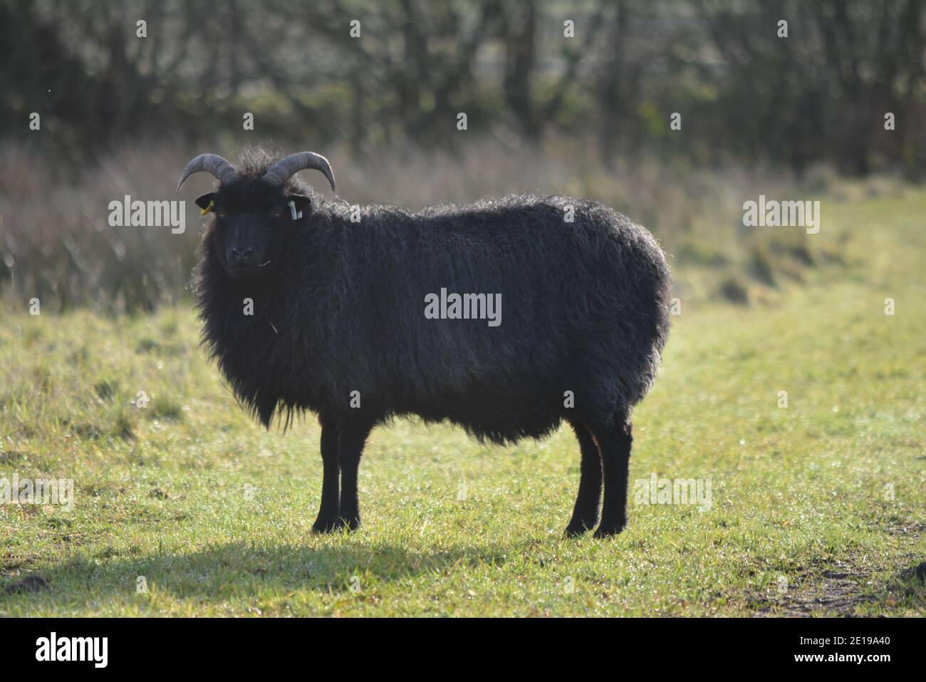Hebridean sheep hi-res stock photography and images - Alamy