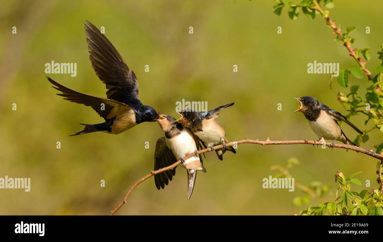 Barn swallow feeding nestling hi-res stock photography and images - Alamy