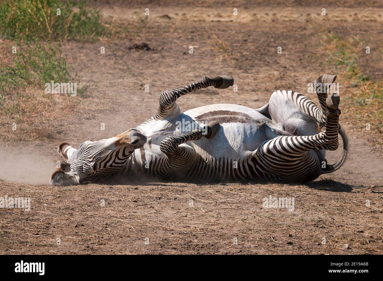Zebra rolling on dusty ground Stock Photo - Alamy
