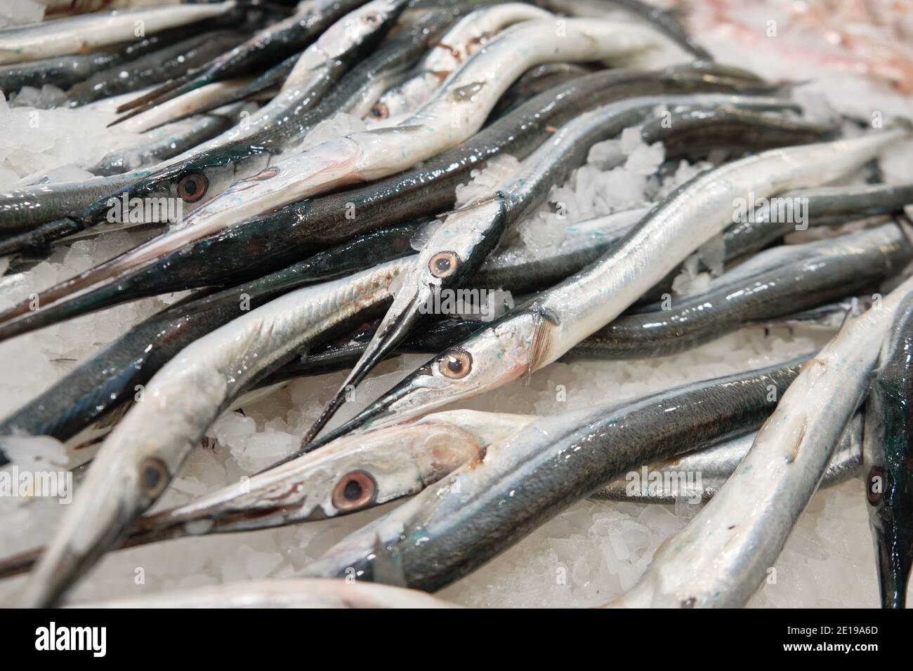 Silver needlefish hi-res stock photography and images - Alamy