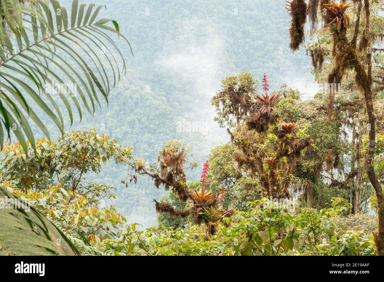 Epiphytes on tree hi-res stock photography and images - Alamy