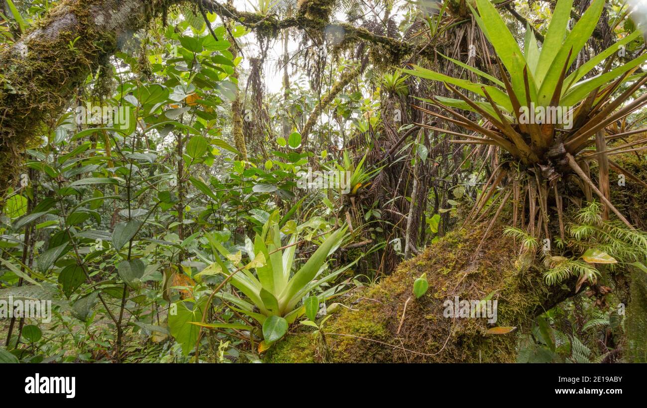 Interior of humid montane rainforest with bromeliads, moss and other ...