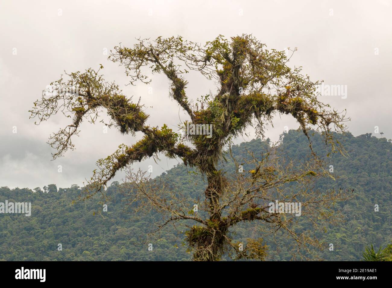 Epiphytes on tree hi-res stock photography and images - Alamy