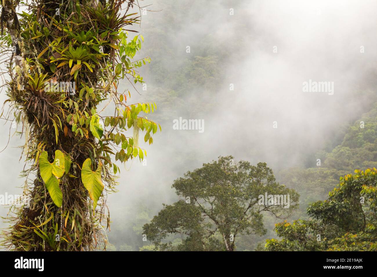 amazon, amazonian, aroid, arum, climber, cloudforest, coca, ecuador ...