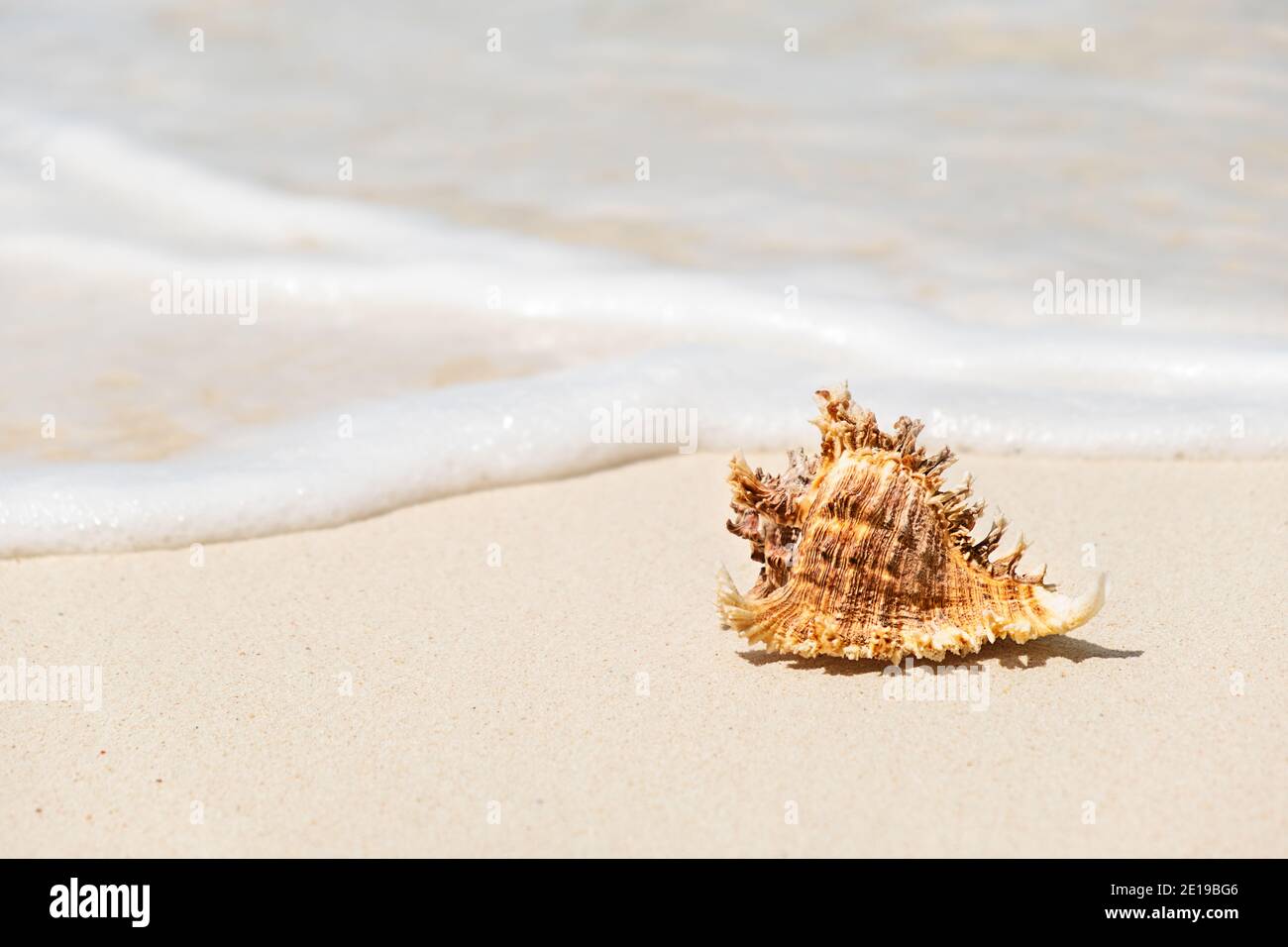 Single brown seashell on beach shore at sunny day, with sea water at ...