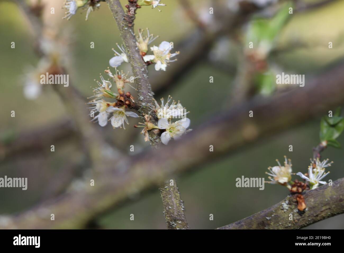 Sloe blooms hi-res stock photography and images - Alamy